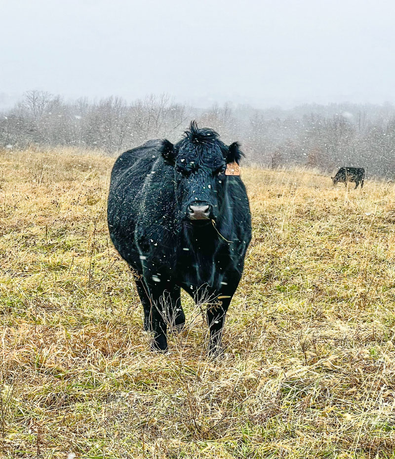 Ranch Pictures - Peterson Prime Angus Ranch - Angus Cattle - Missouri