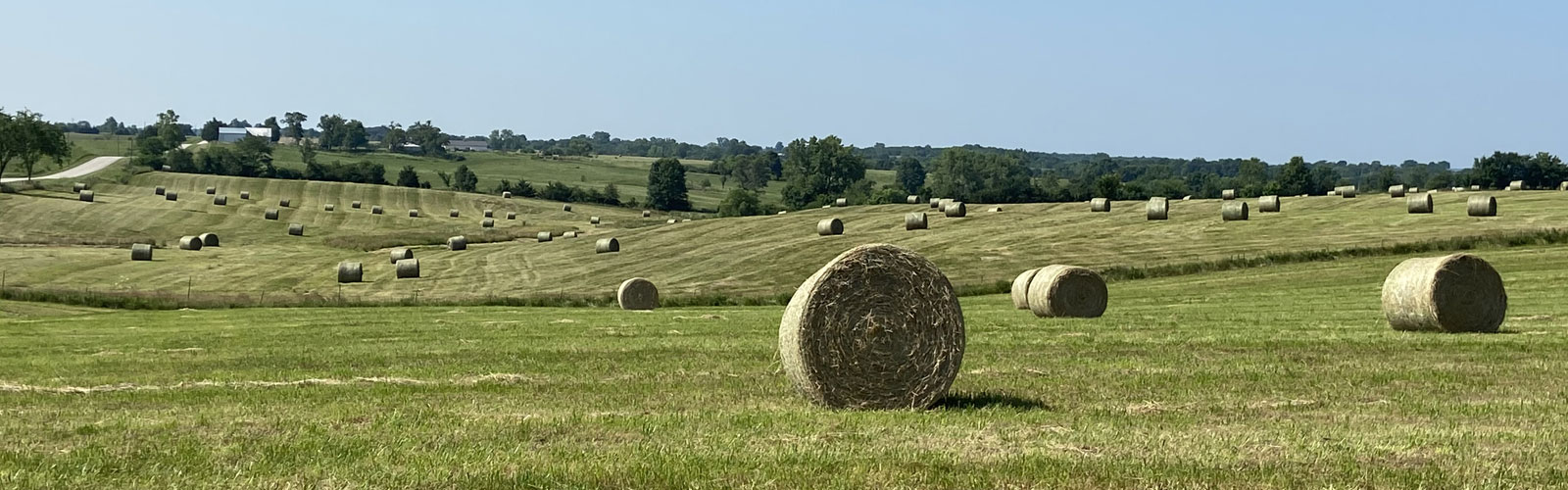 Home - Peterson Prime Angus Ranch - Angus Cattle - Missouri